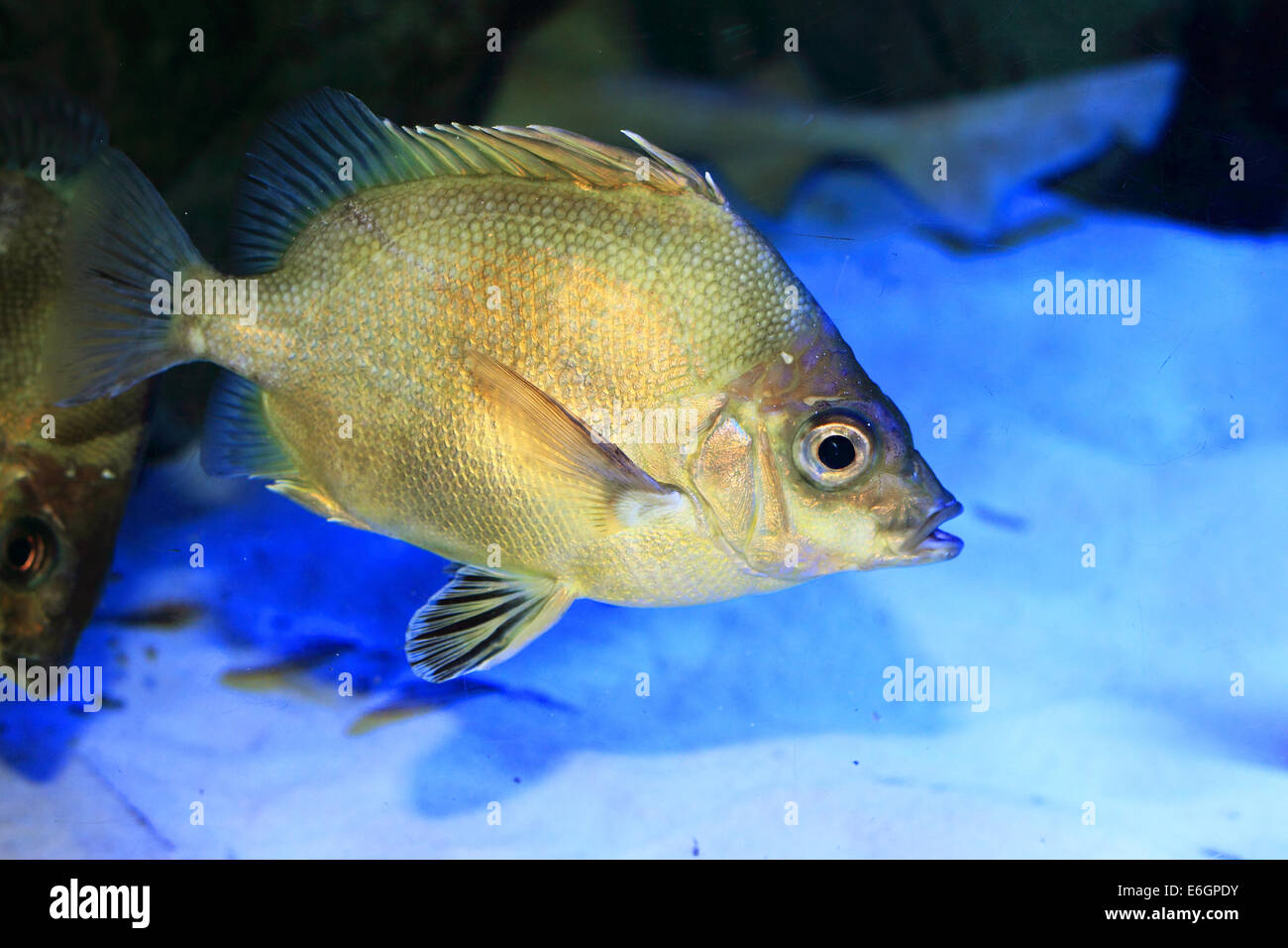 Japanese armorhead (Pentaceros japonicus) in Japan Stock Photo - Alamy