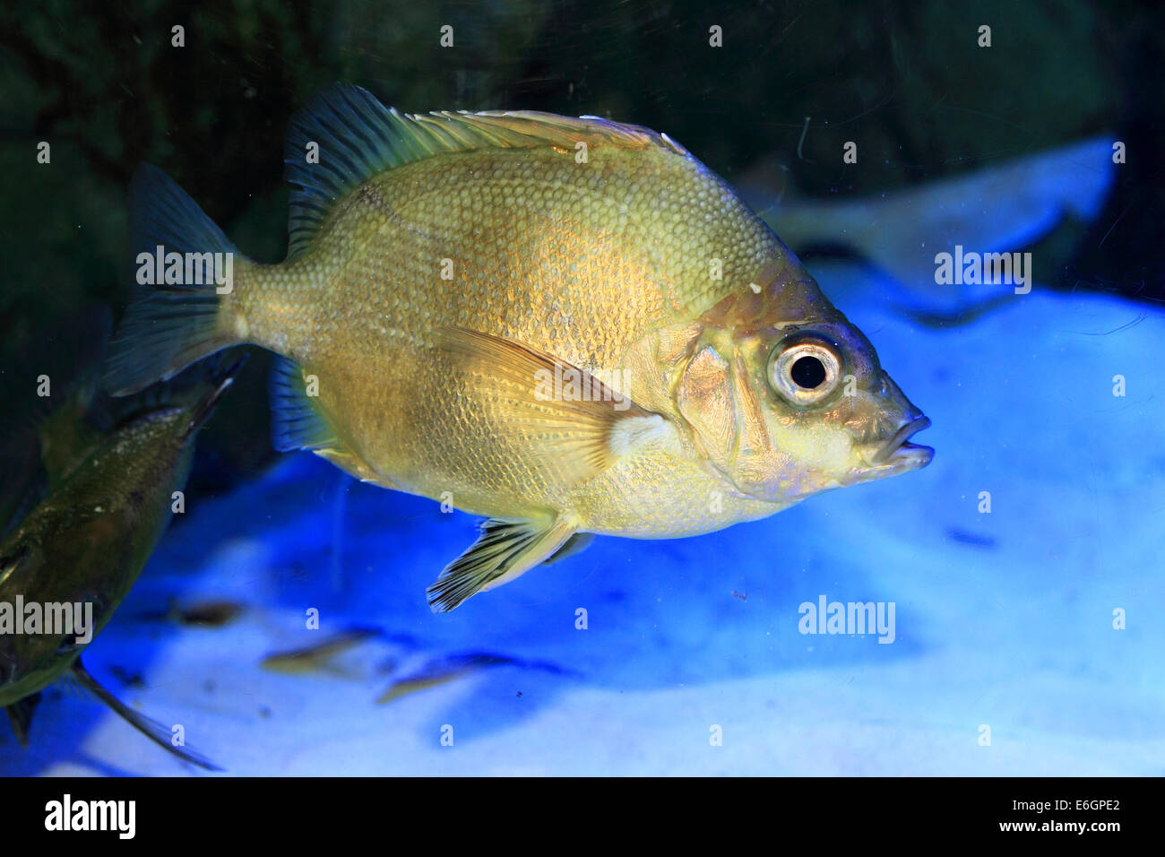 Japanese armorhead (Pentaceros japonicus) in Japan Stock Photo - Alamy