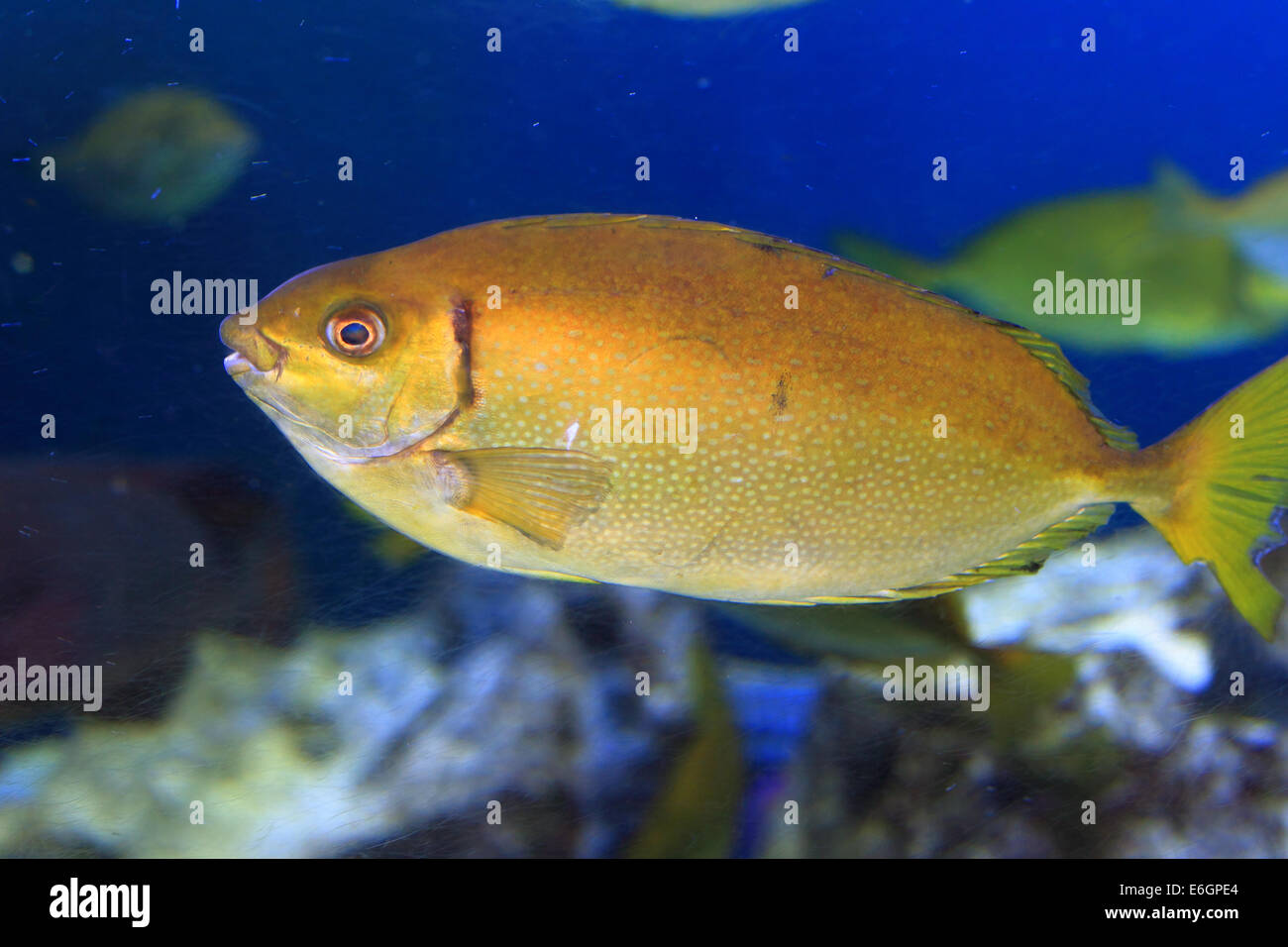 Mottled spinefoot (Siganus fuscescens) in Japan Stock Photo - Alamy