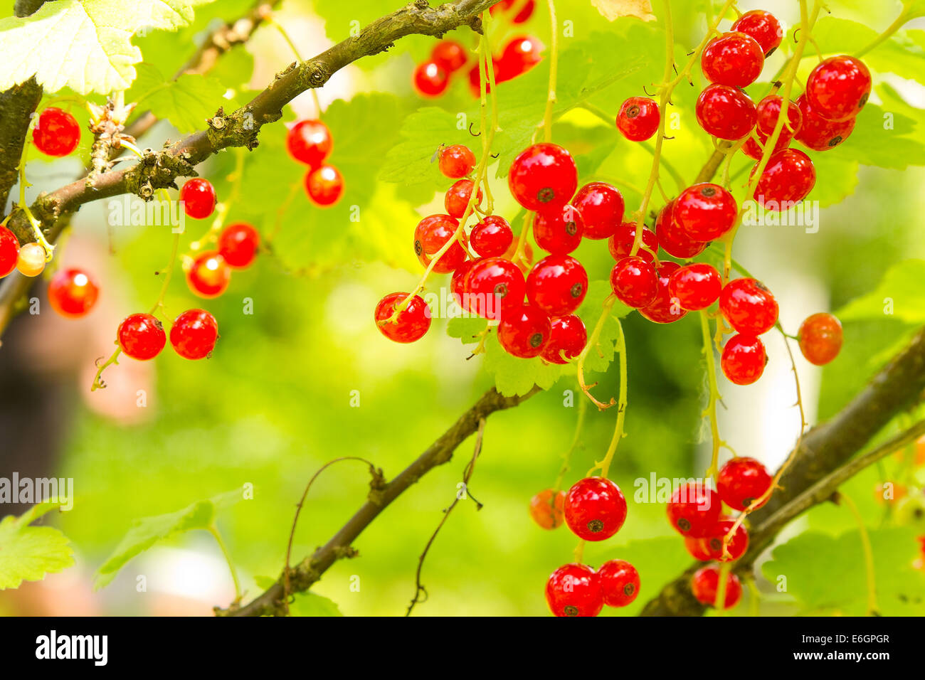 Currant fruit hi-res stock photography and images - Alamy