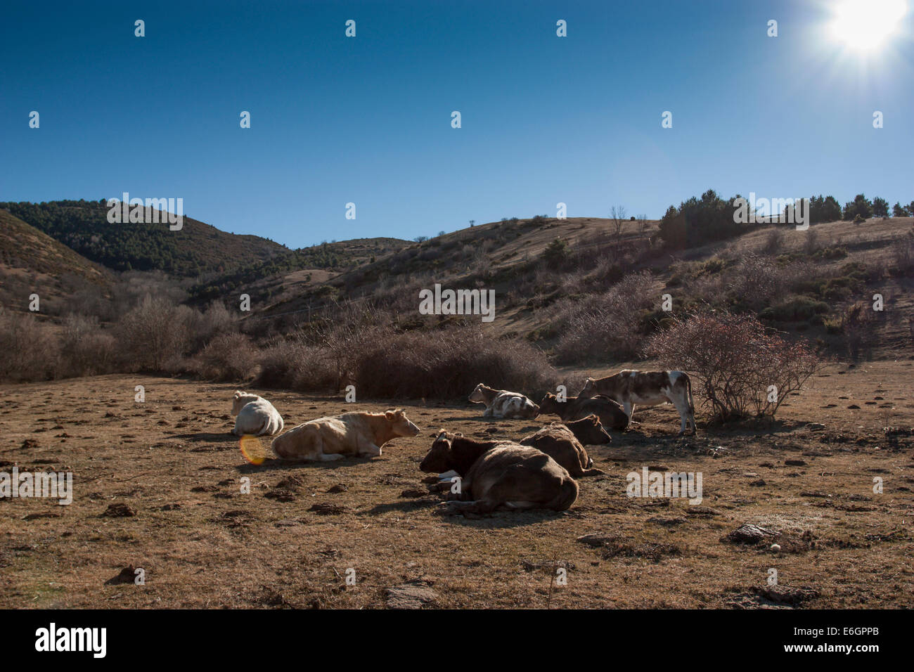 Ruminating cow hi-res stock photography and images - Alamy