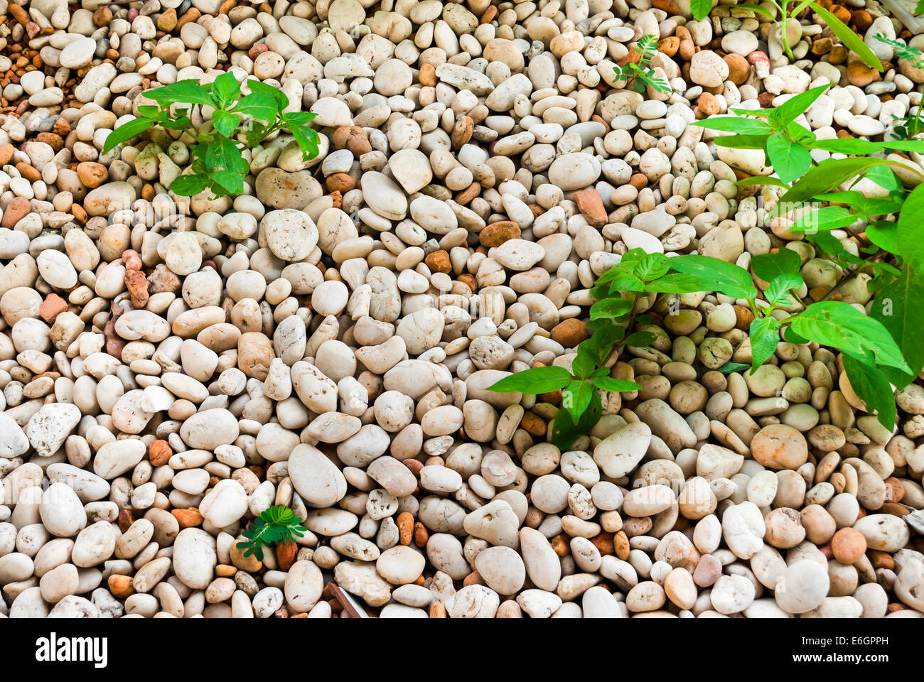 Pile of Pebbles with Plant Background/ Texture Stock Photo - Alamy