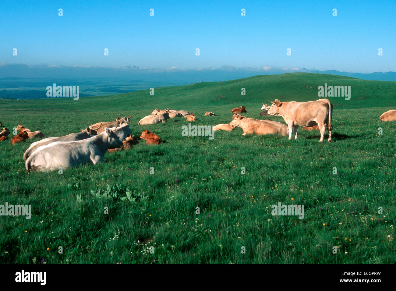 Big cattle french breed hi-res stock photography and images - Alamy
