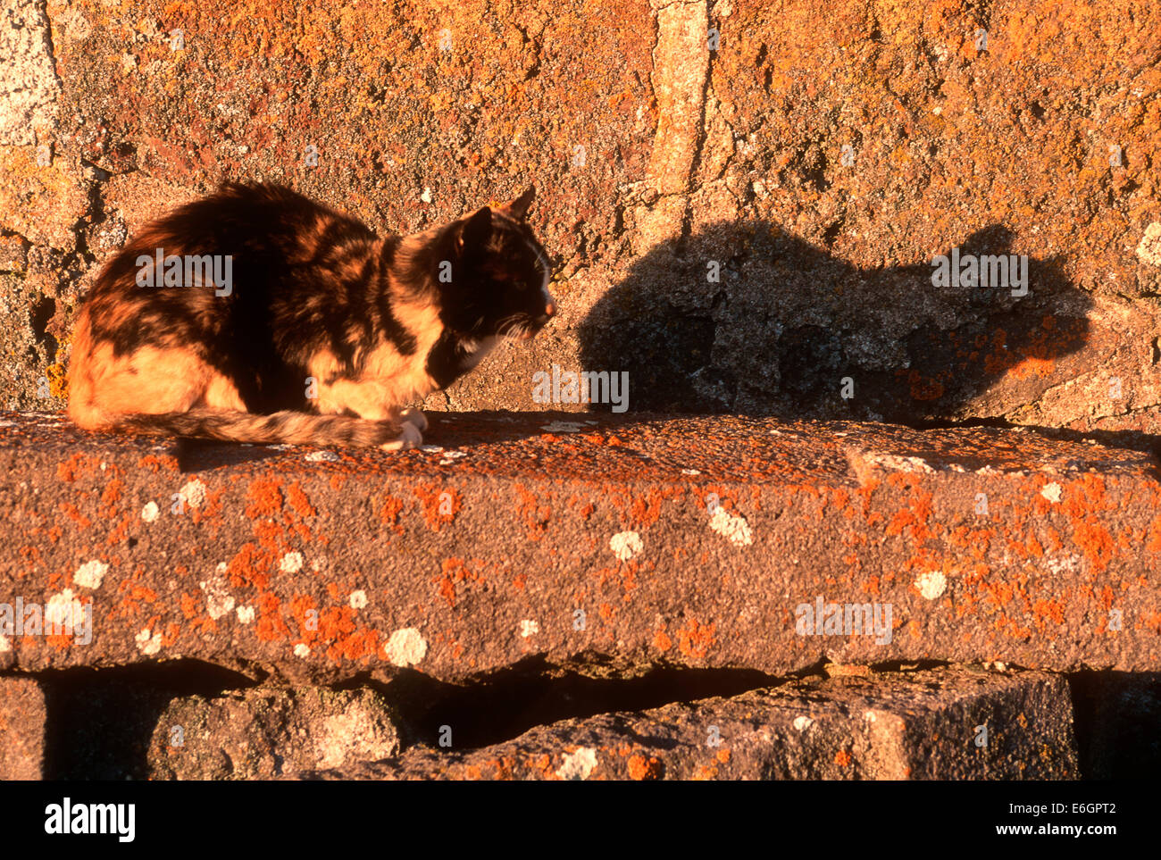 Cat shadow domestic hi-res stock photography and images - Alamy