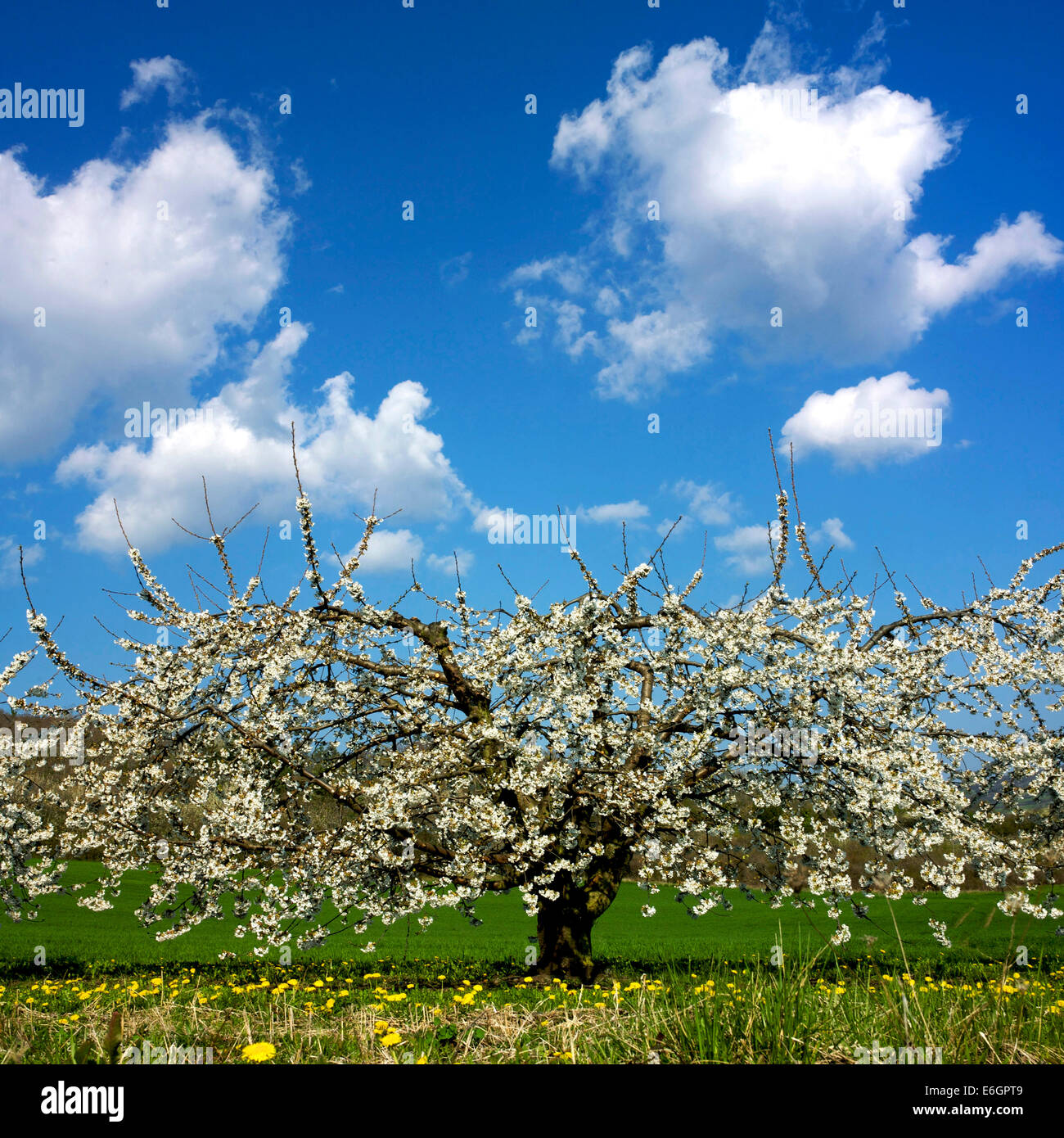 Apple tree, Limagne, Puy de Dome, Auvergne, France, Europe Stock Photo ...