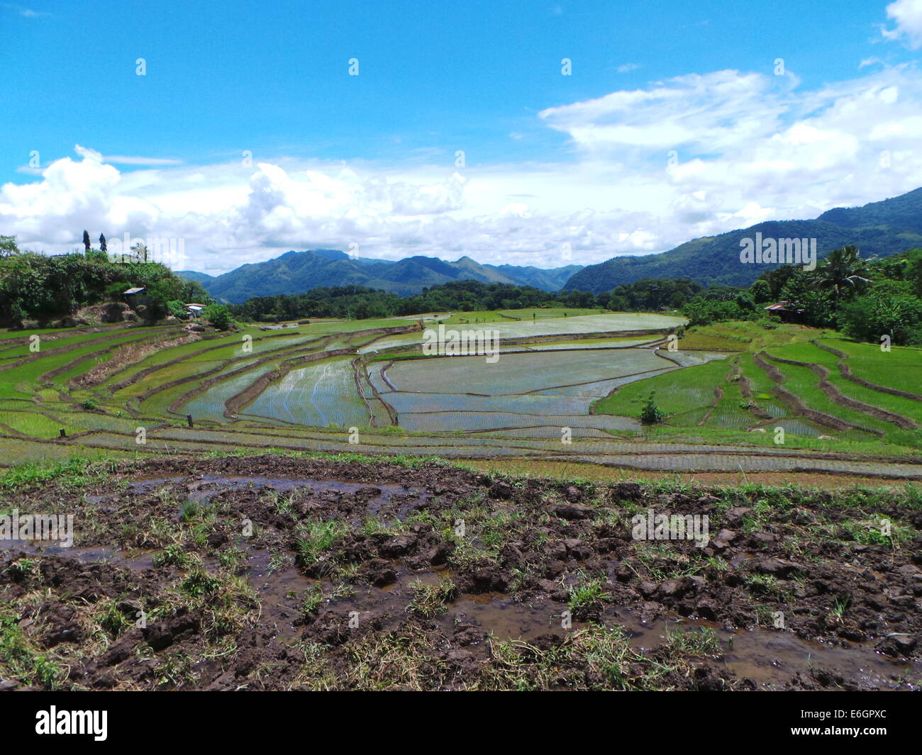 Kiangan, Philippines. 23 August, 2014. Last quarter of rice planting in ...
