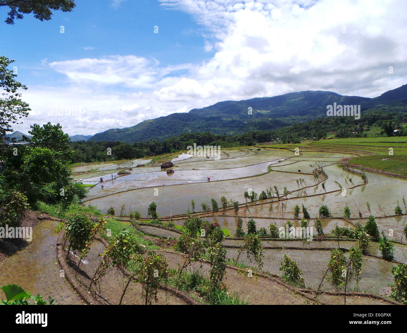 Kiangan, Philippines. 23 August, 2014. Last quarter of rice planting in ...