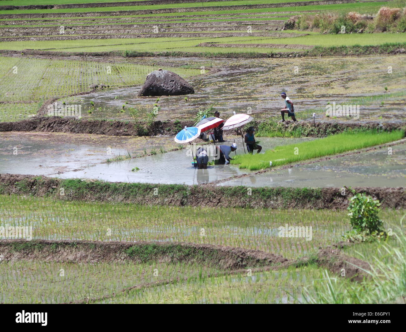 Kiangan, Philippines. 23 August, 2014. Last quarter of rice planting in ...