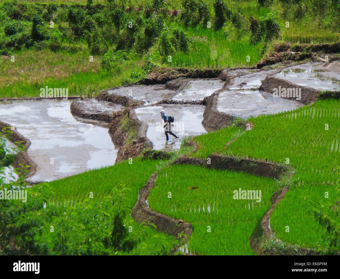 Kiangan, Philippines. 23 August, 2014. Last quarter of rice planting in ...