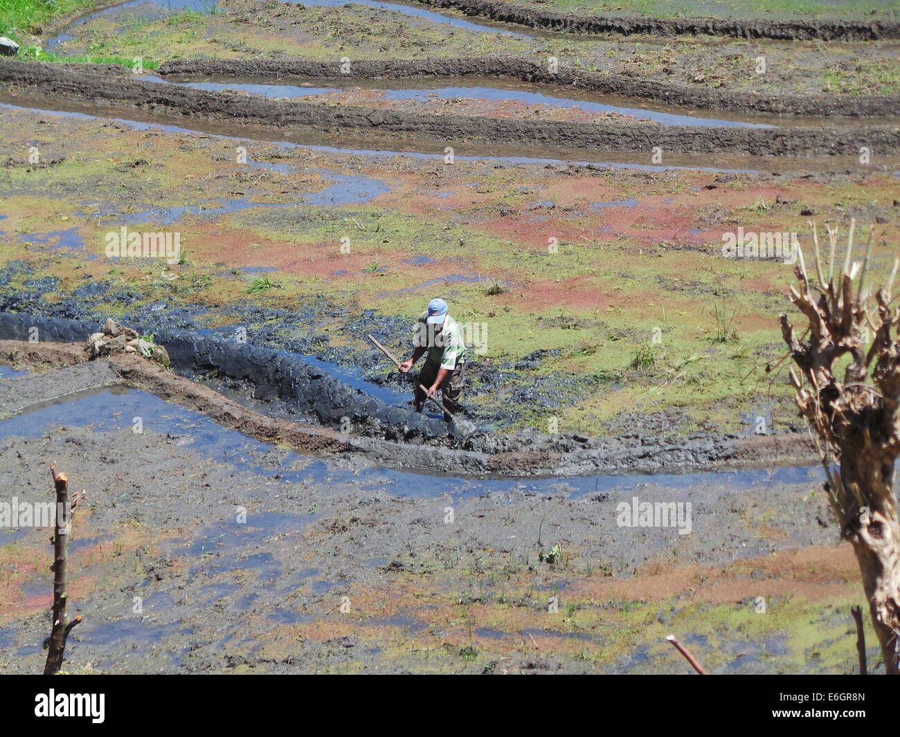 Kiangan, Philippines. 23 August, 2014. Last quarter of rice planting in ...
