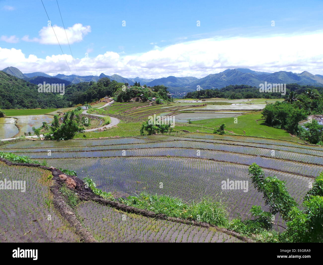 Kiangan, Philippines. 23 August, 2014. Last quarter of rice planting in ...