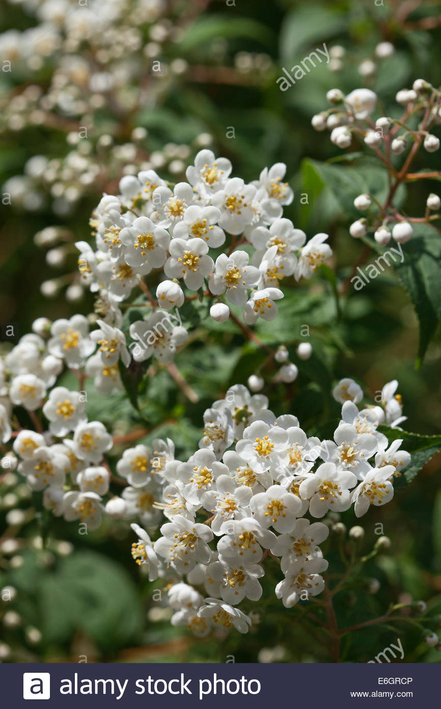 Deutzia Shrub Stock Photos & Deutzia Shrub Stock Images - Alamy