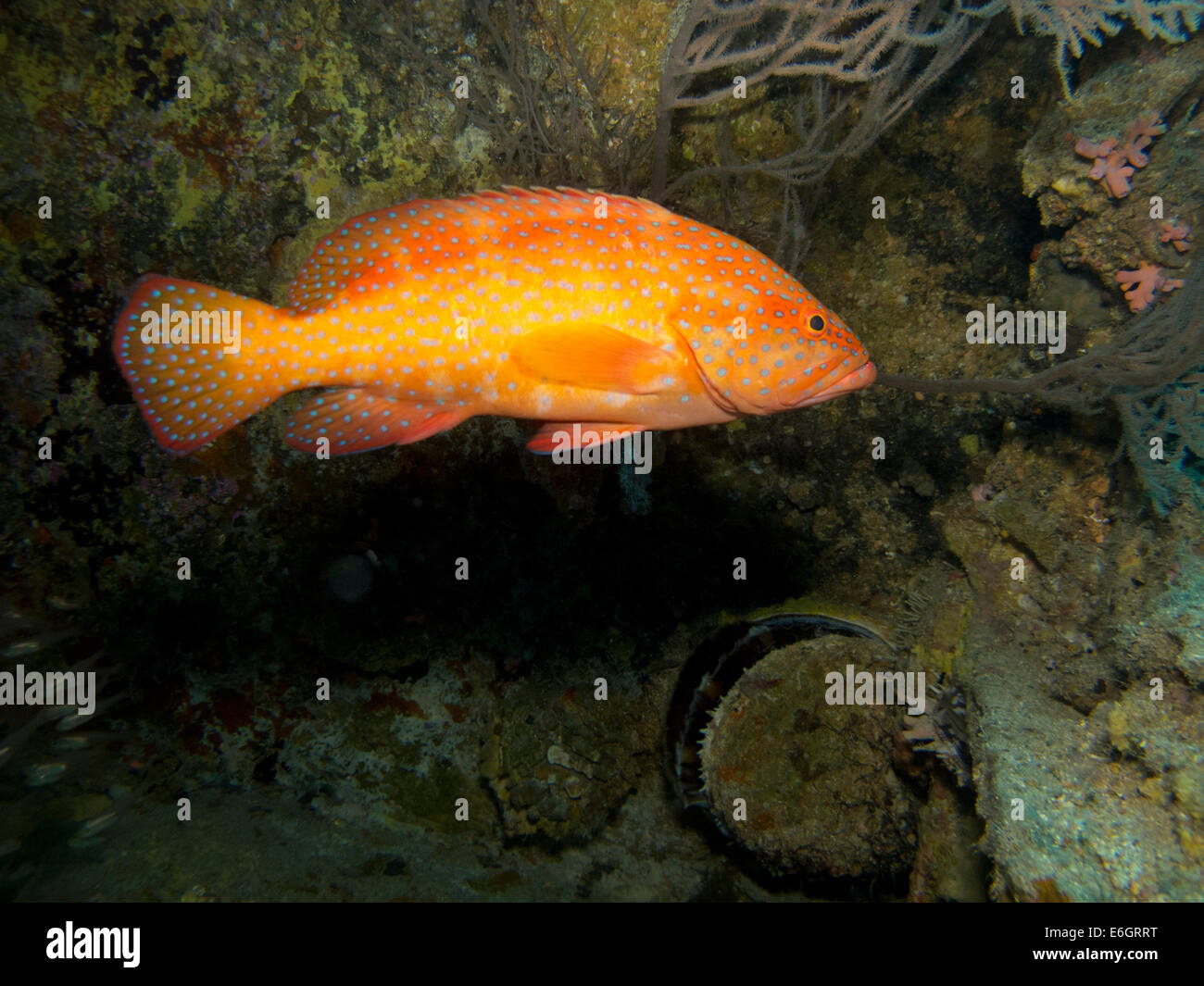 Vermilion Rock Cod inside a wreck in Lhaviyani Atoll Maldives Stock ...