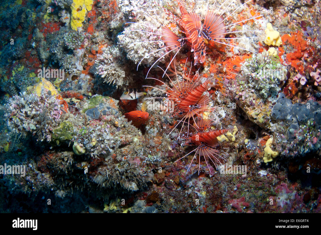 Lionfish north male atoll hi-res stock photography and images - Alamy
