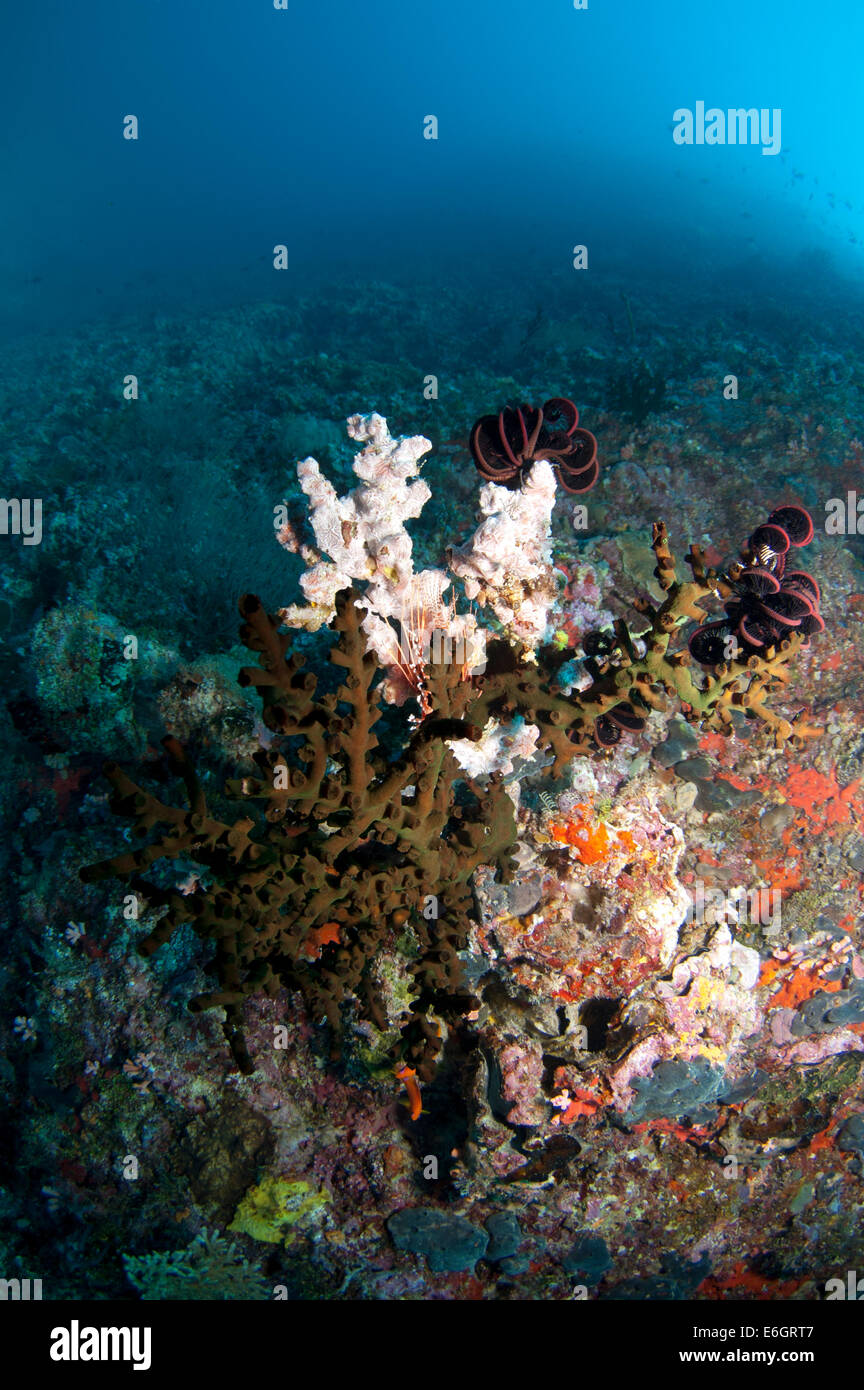 Red soft coral and hard corals hi-res stock photography and images - Alamy