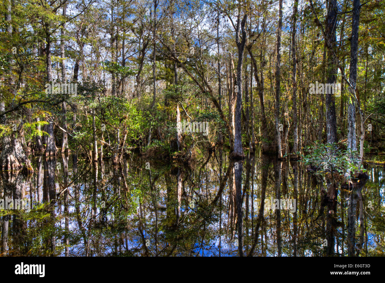 Mangrove swamp florida cypress hi-res stock photography and images - Alamy