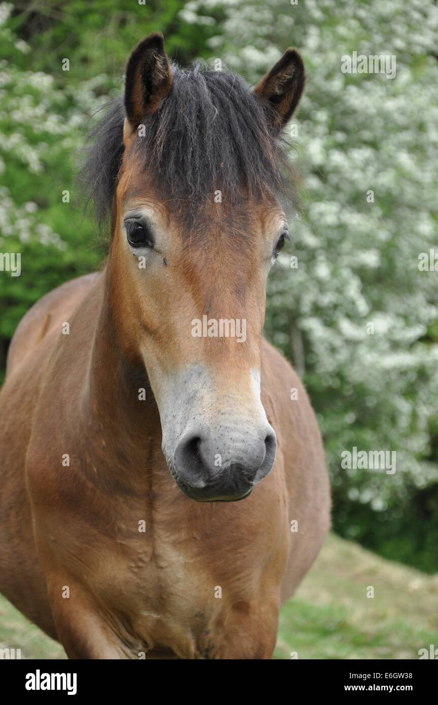 Exmoor pony staring into the camera Stock Photo - Alamy