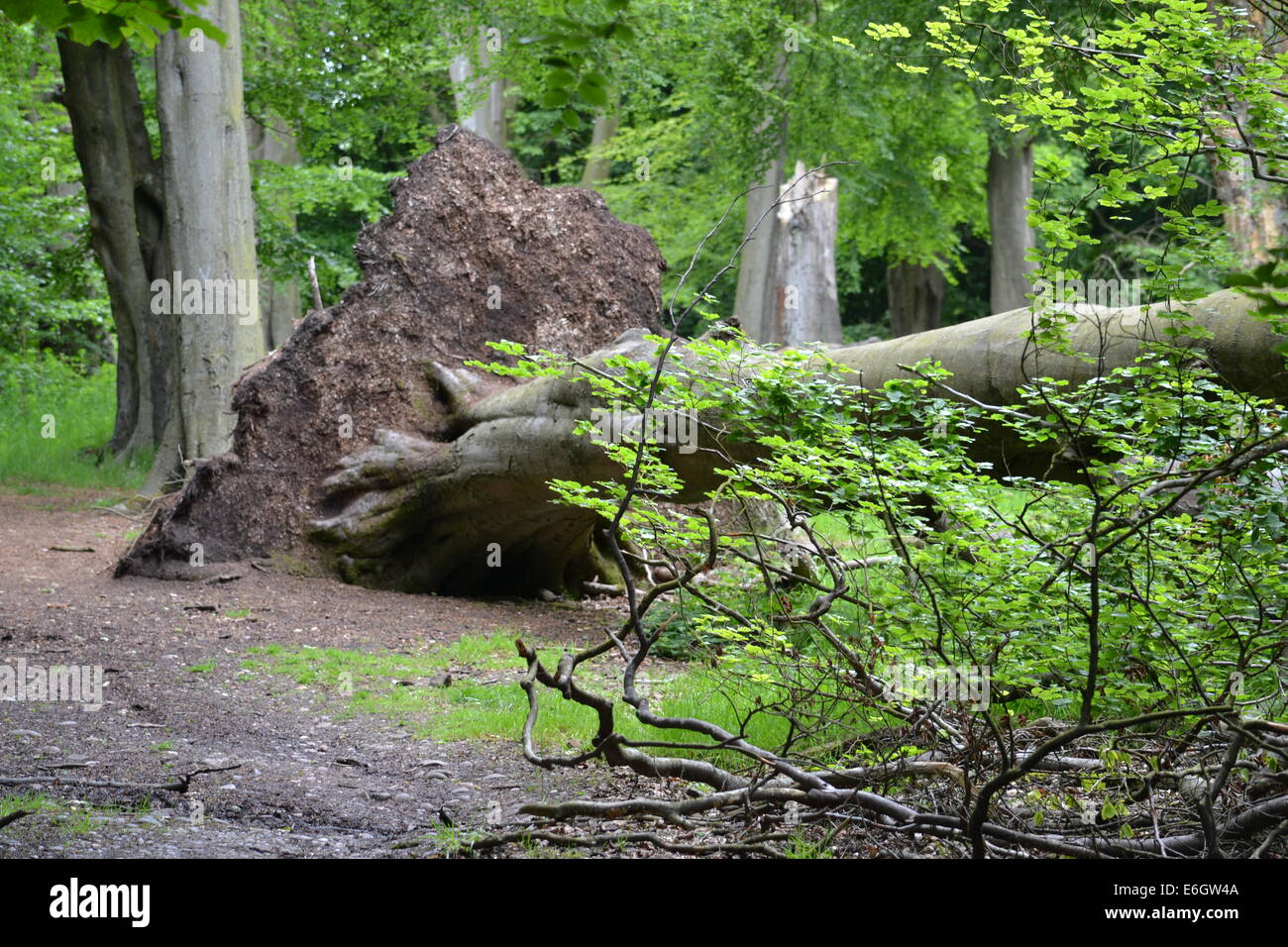 Upturned tree hi-res stock photography and images - Alamy