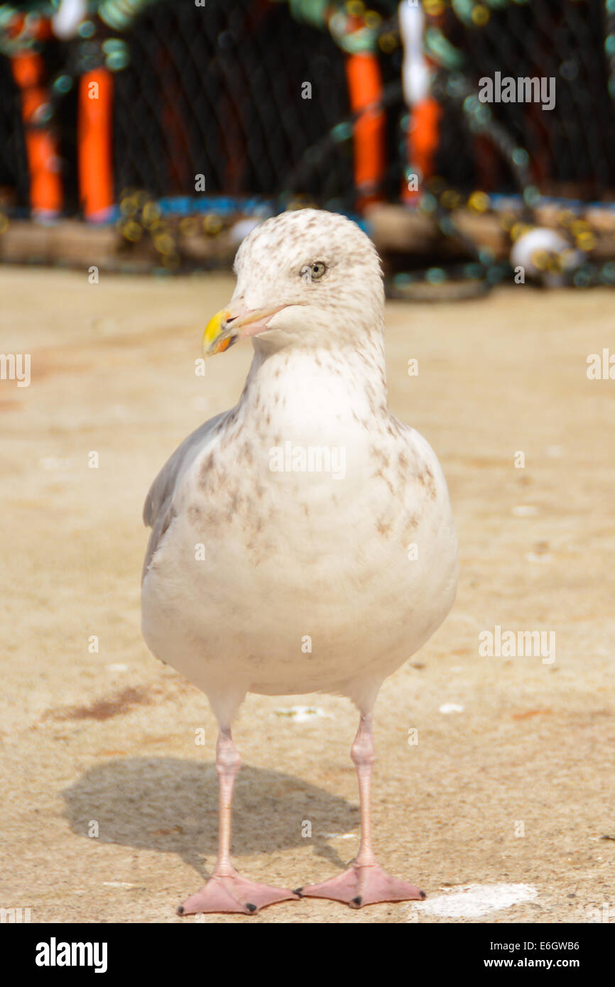 Seagull looking into camera at harbour Stock Photo - Alamy