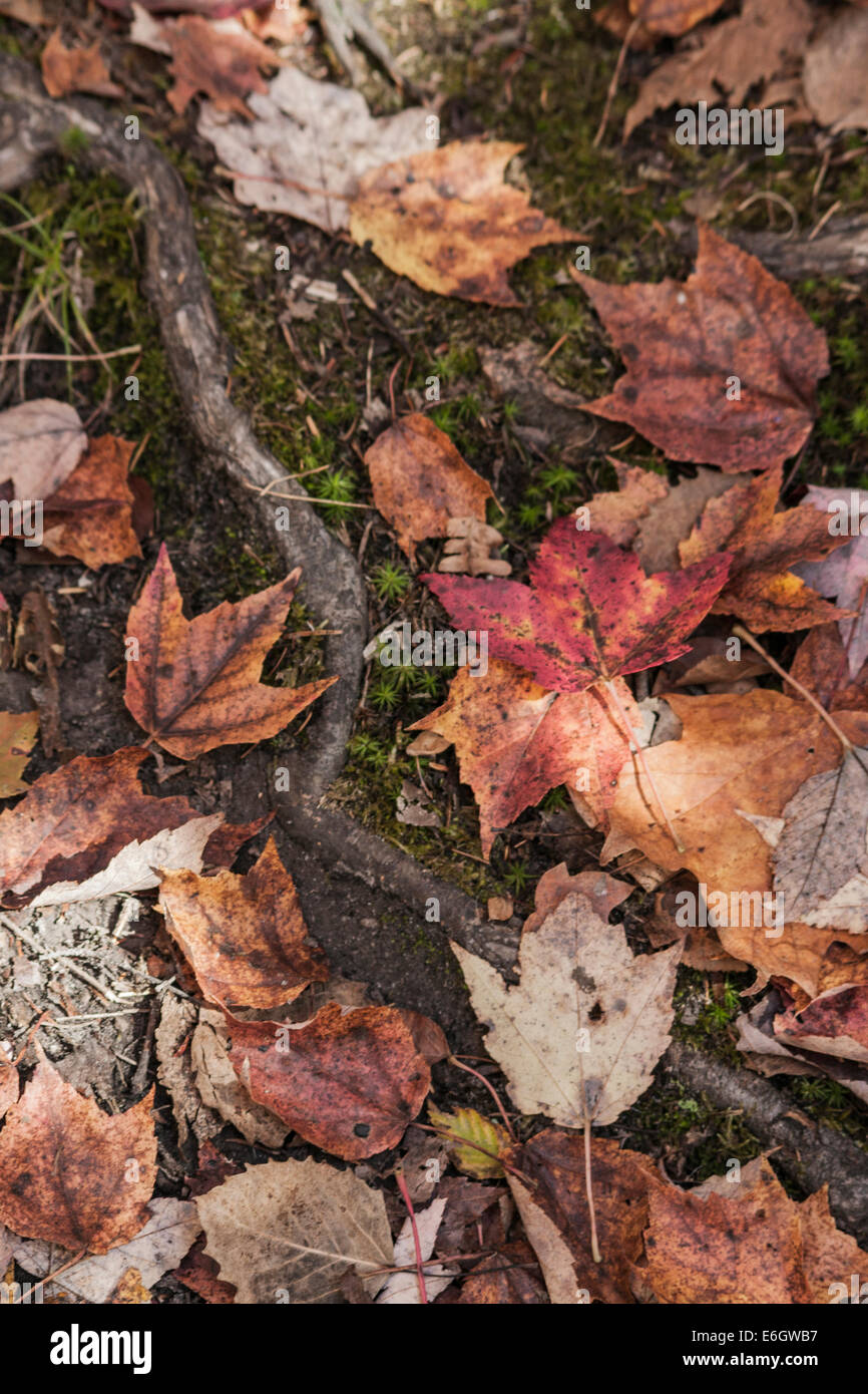 A close up path in Autumn forest Outdoor nature fall season in Canada ...