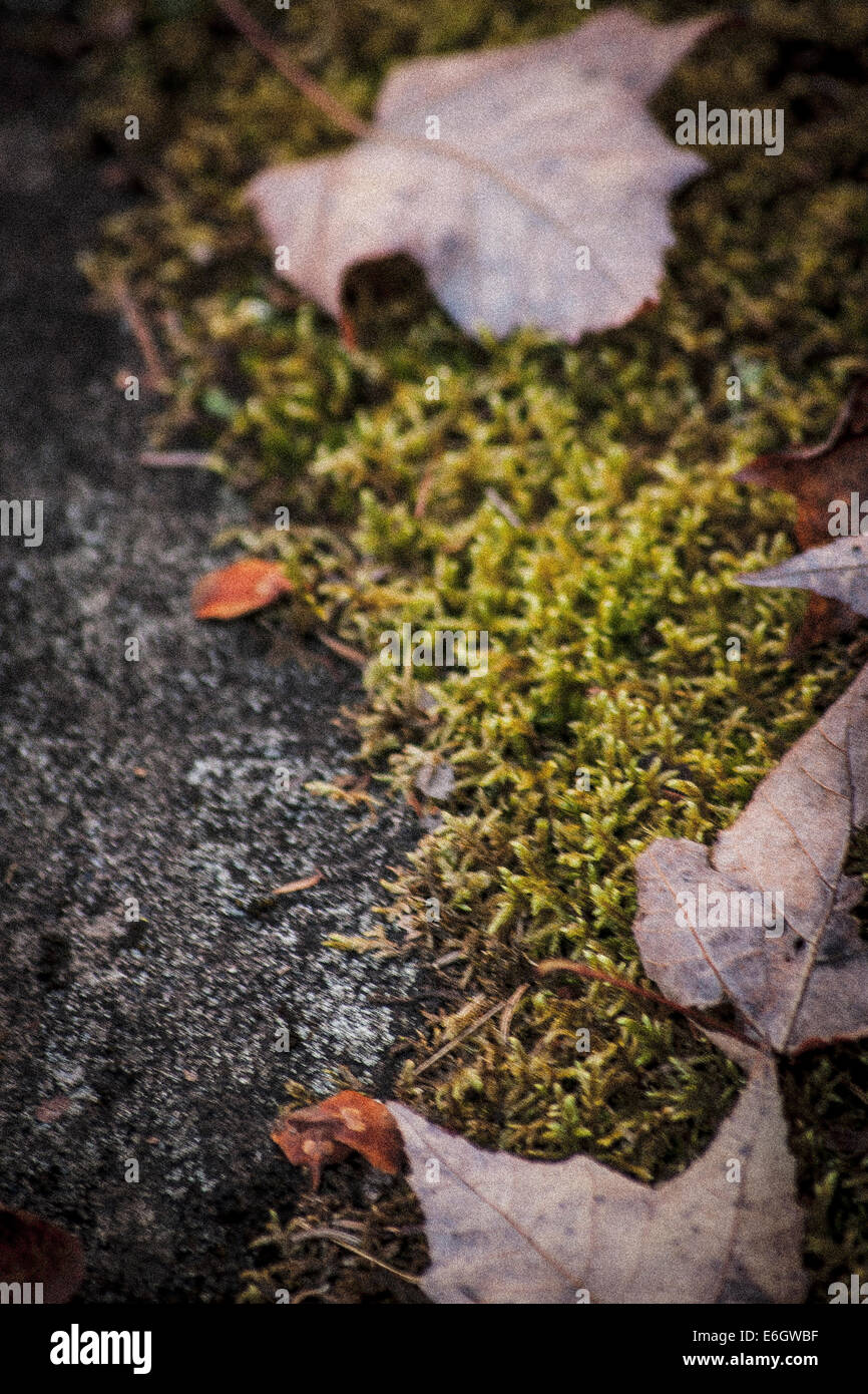 Fall outside hi-res stock photography and images - Alamy