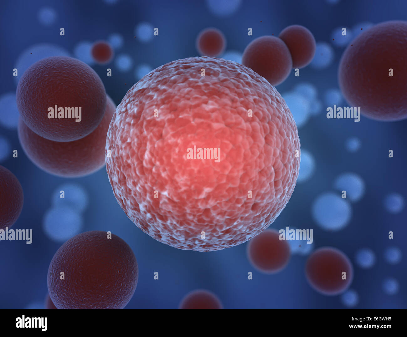 Red blood cell structure hi-res stock photography and images - Alamy