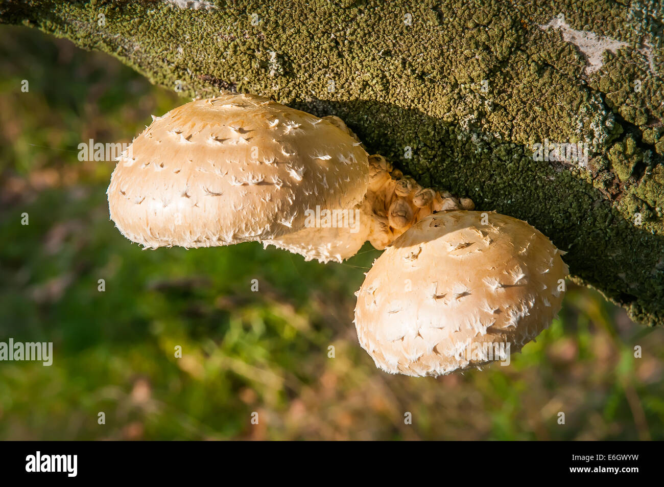 Yellow shelf or bracket fungus growing on a tree trunk covered with ...