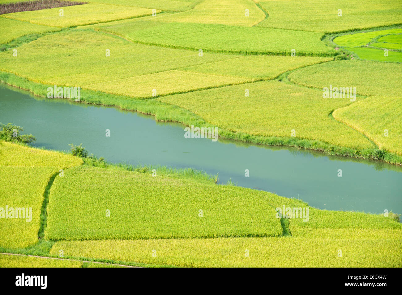 Rice field with a river running through it Stock Photo - Alamy