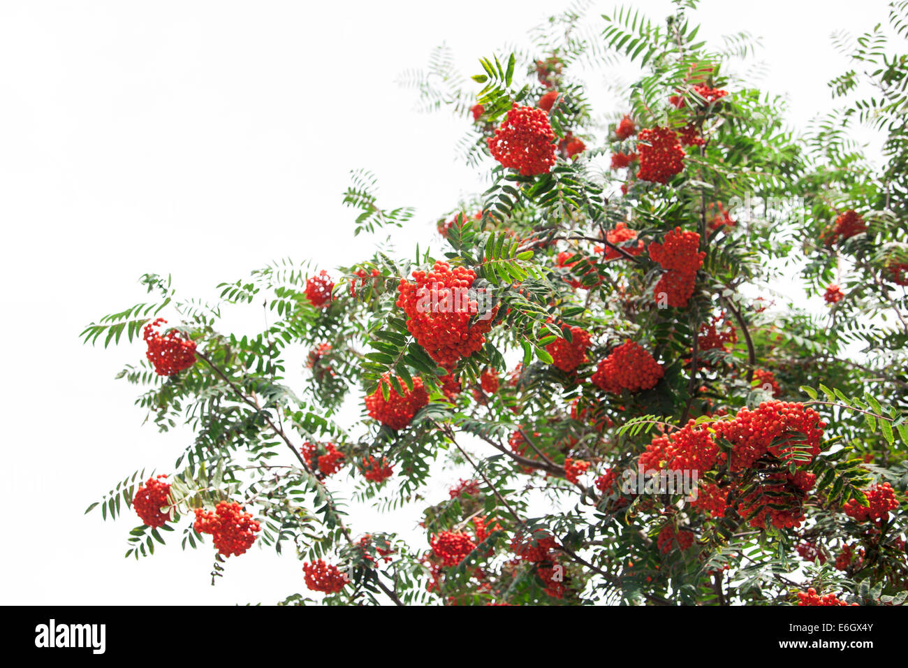 Mountain ash hi-res stock photography and images - Alamy