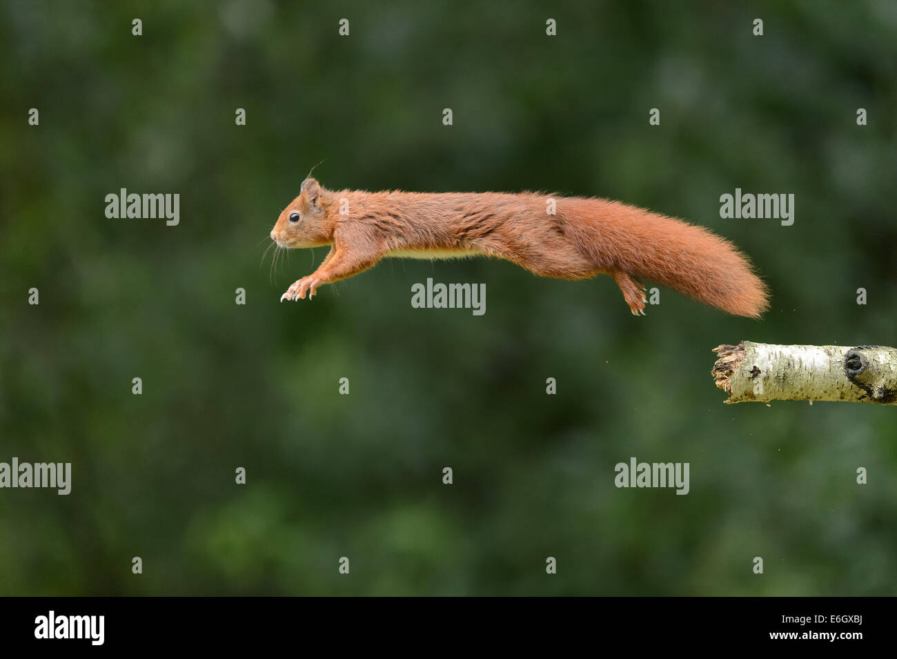 Red squirrel jumping Stock Photo - Alamy