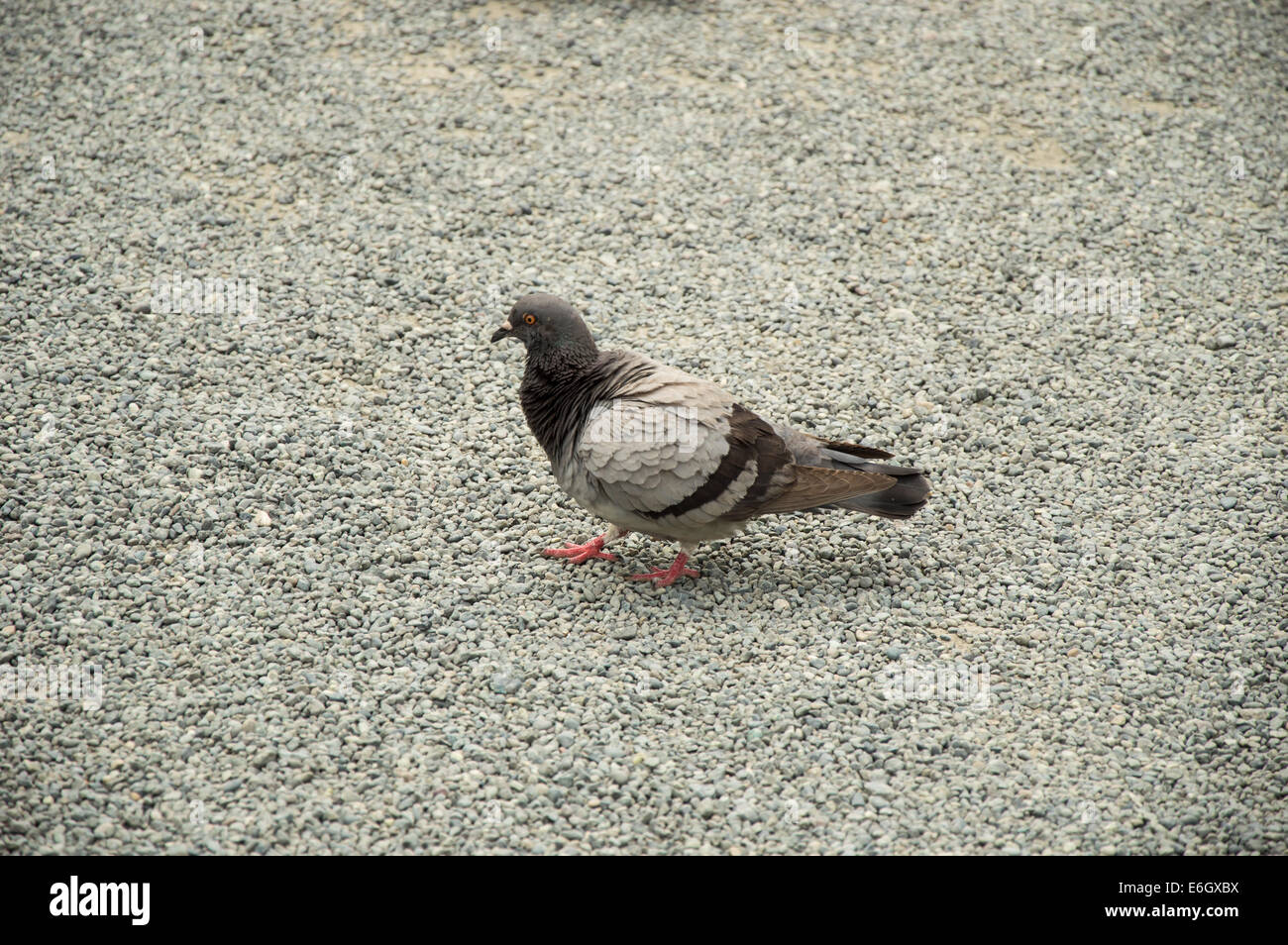a pigeon walks on pebble ground Stock Photo - Alamy