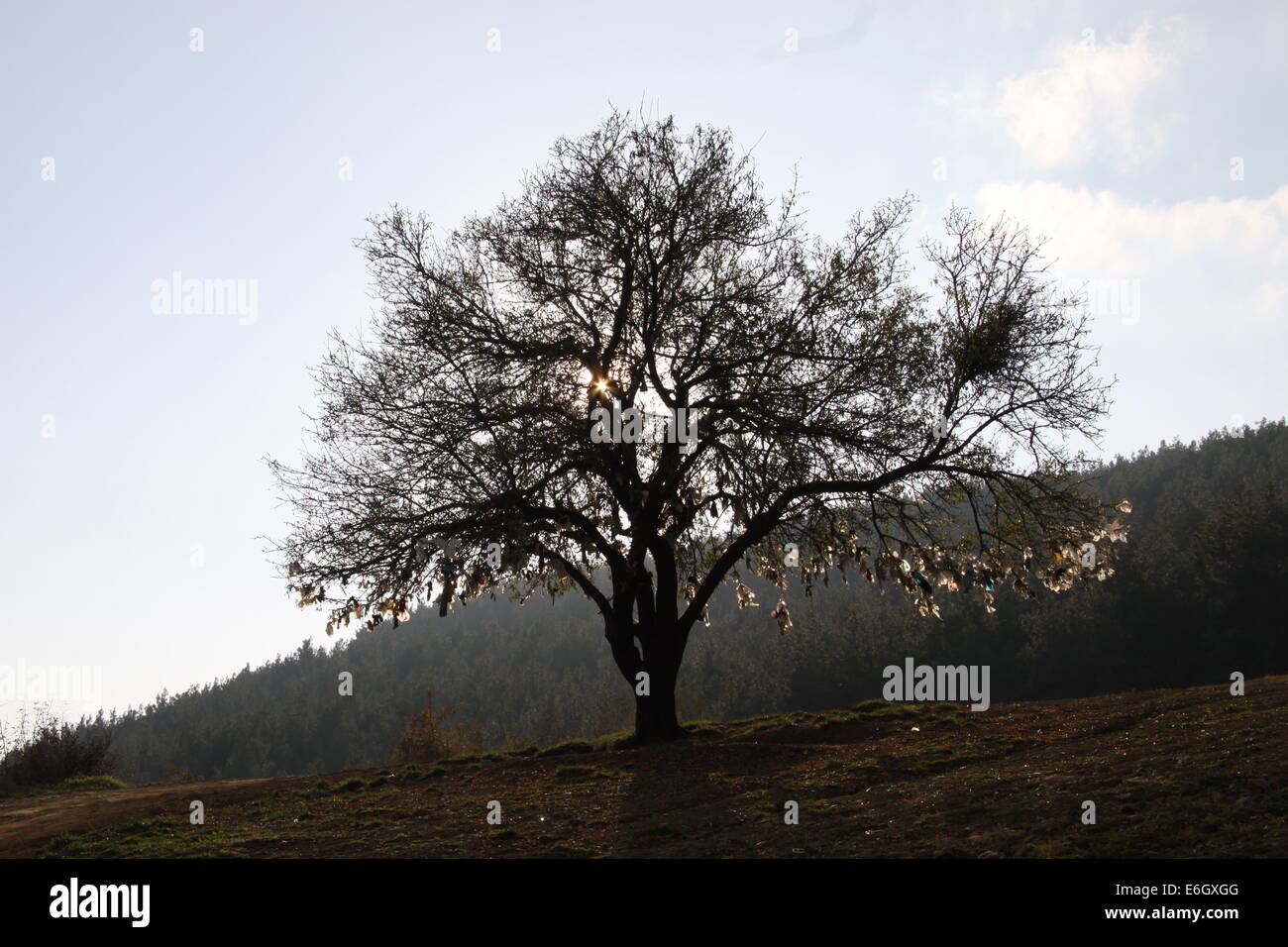 Branch of wishing tree hi-res stock photography and images - Alamy