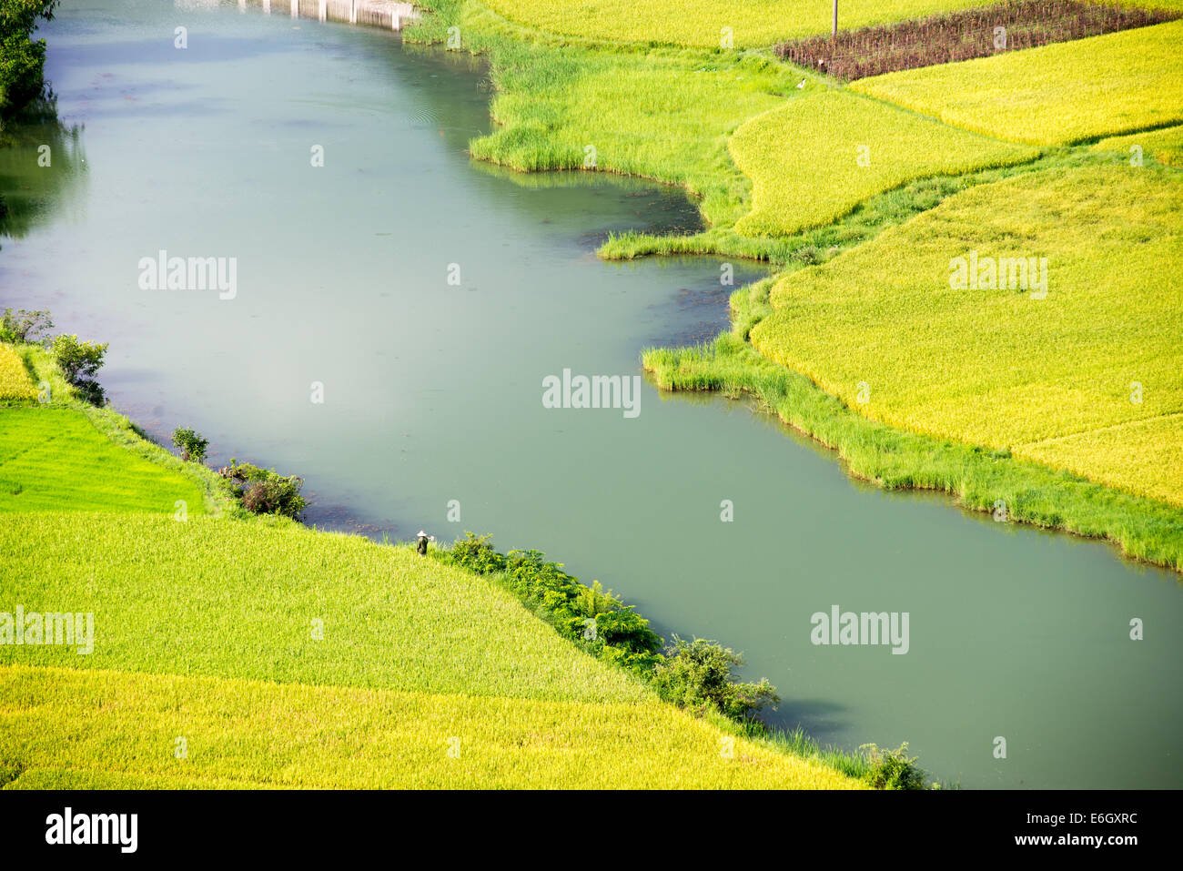 Rice field with a river running through it Stock Photo - Alamy