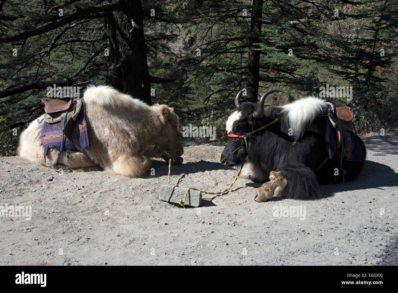 A couple of Yaks with saddles on their backs for hire tourist rides ...