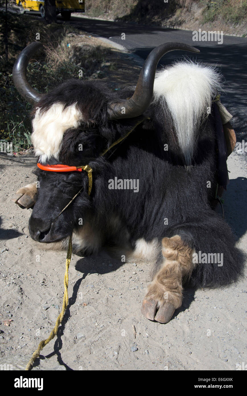 A Yak with a saddle on its acks waiting for tourists to ride on beside ...