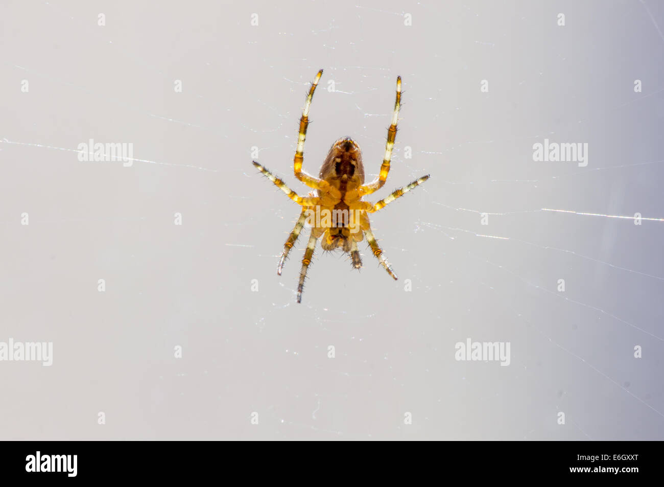 Araneus diadematus. Underneath a Common UK spider waiting in its web ...