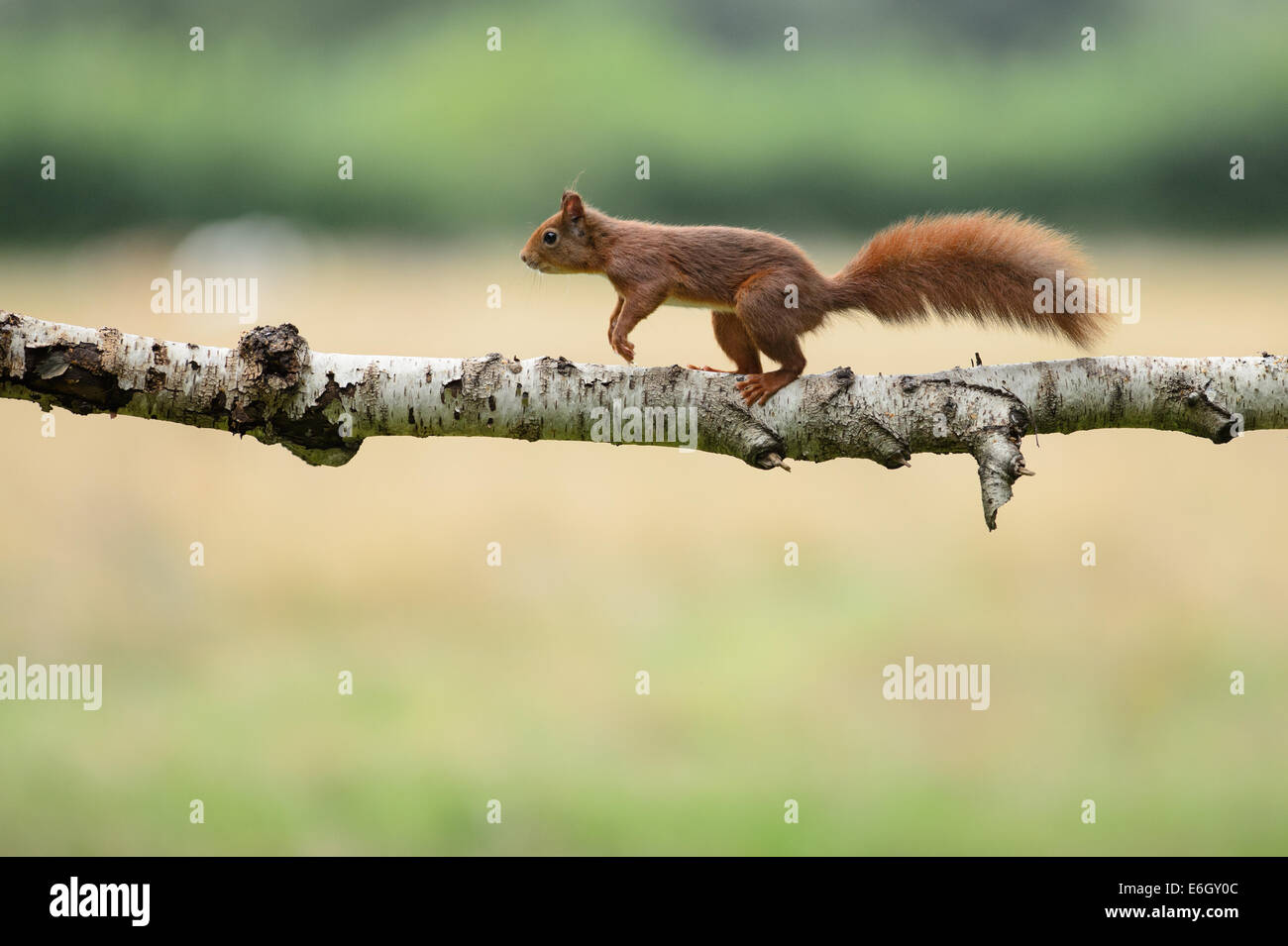 Squirrel Running High Resolution Stock Photography and Images - Alamy