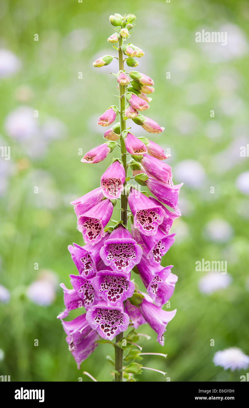 foxgloves in a natural setting Stock Photo - Alamy