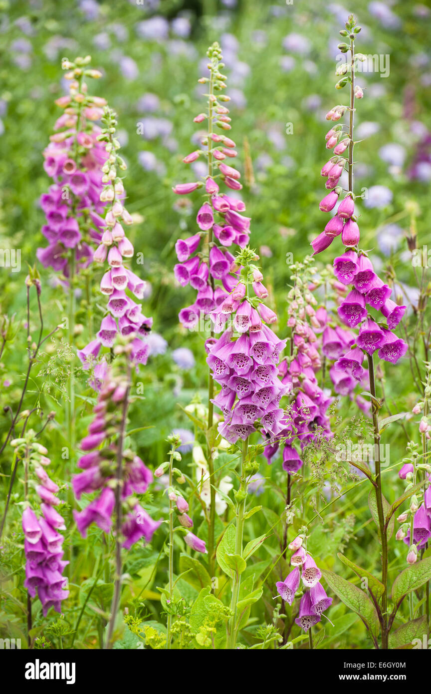 foxgloves in a natural setting Stock Photo - Alamy