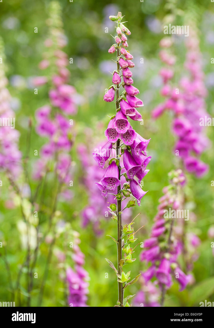foxgloves in a natural setting Stock Photo - Alamy