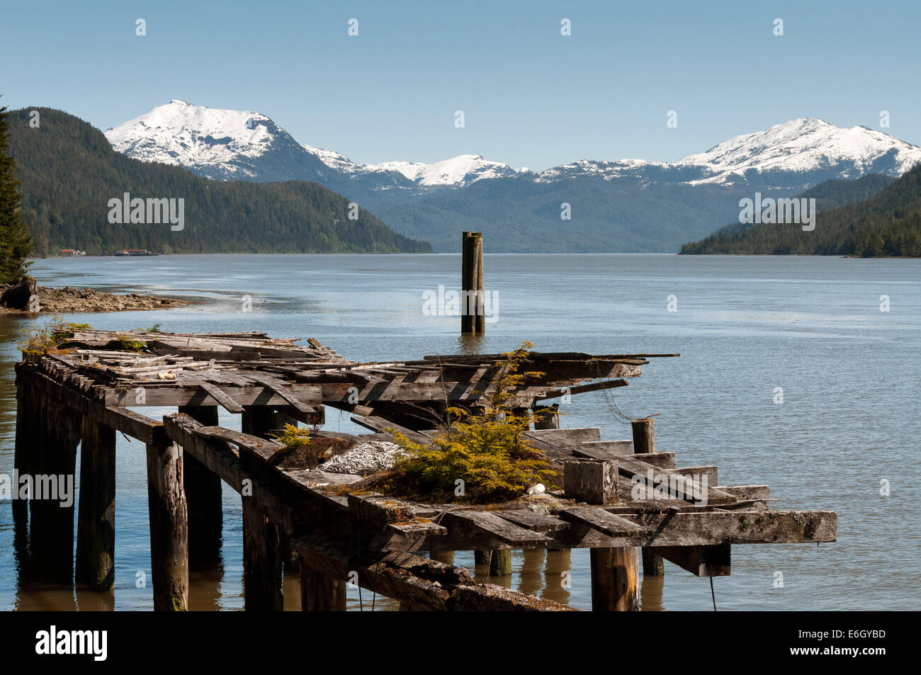 Elk203-4297 Canada, British Columbia, Port Edward, North Pacific ...