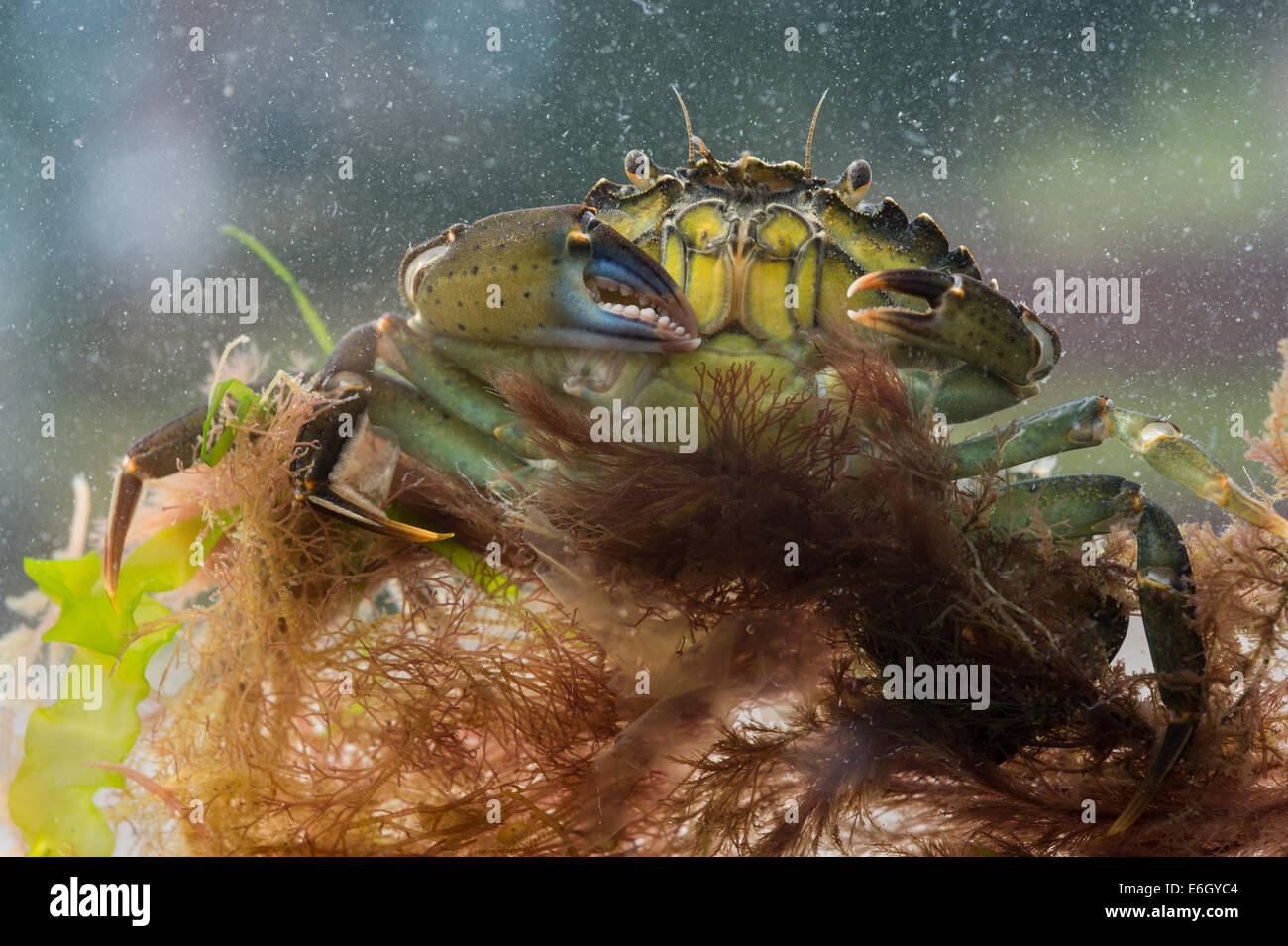 Shore crab uk hi-res stock photography and images - Alamy