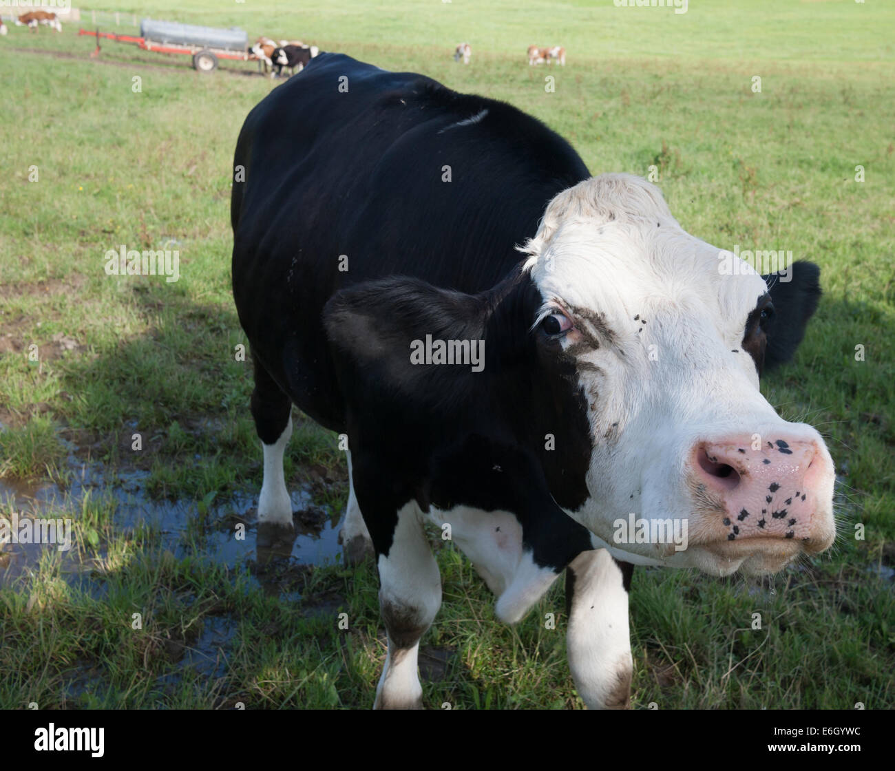Angry bull cow hi-res stock photography and images - Alamy