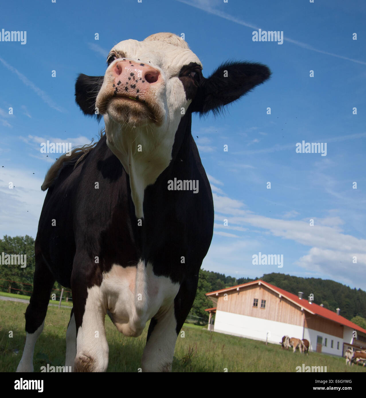 Angry cow hi-res stock photography and images - Alamy
