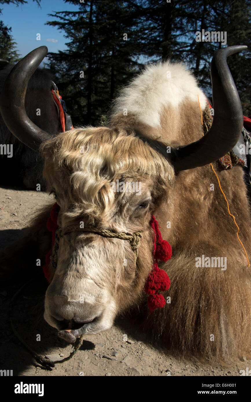 A Yak with a saddle on its acks waiting for tourists to ride on beside ...