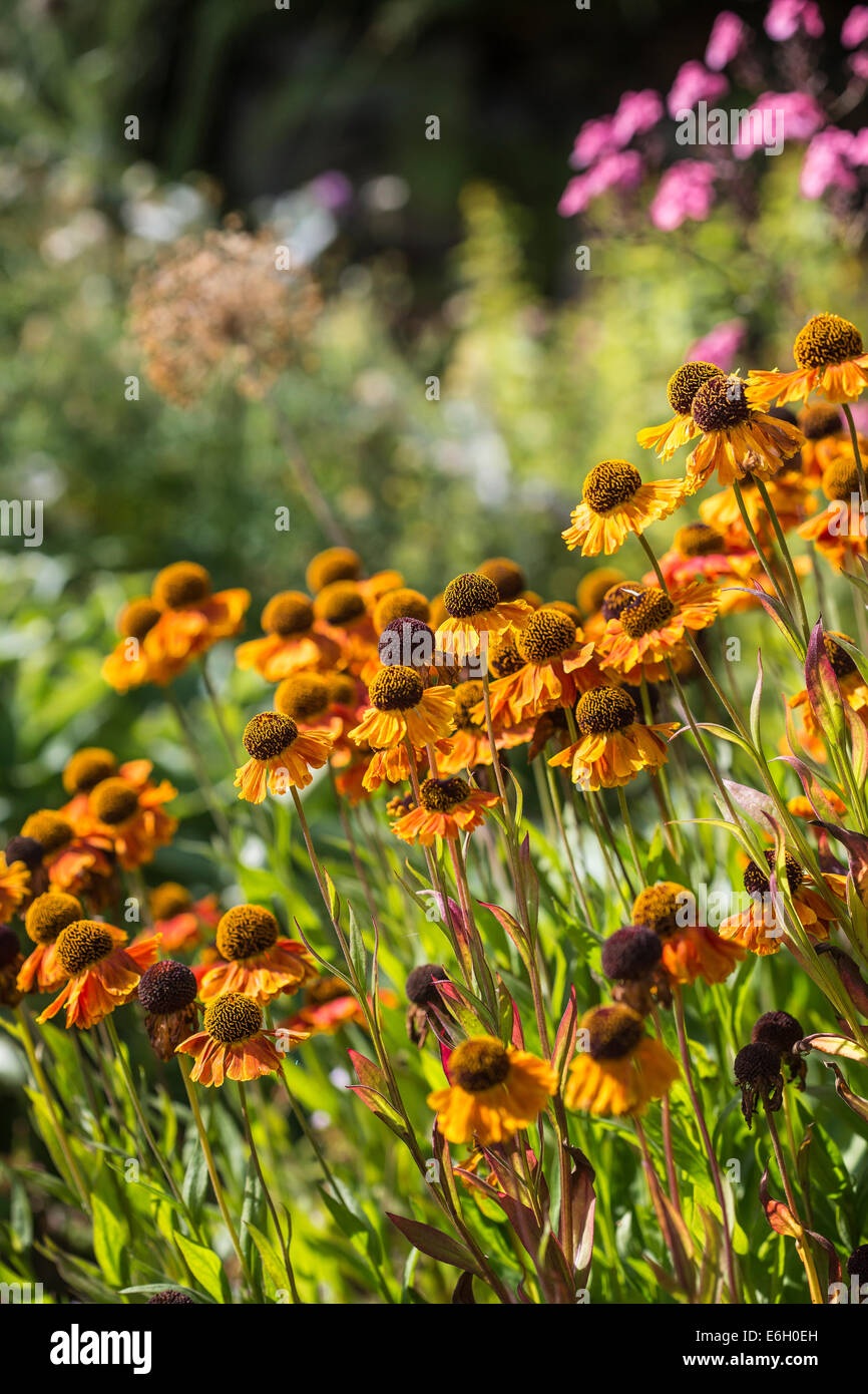 Helenium plants hi-res stock photography and images - Alamy