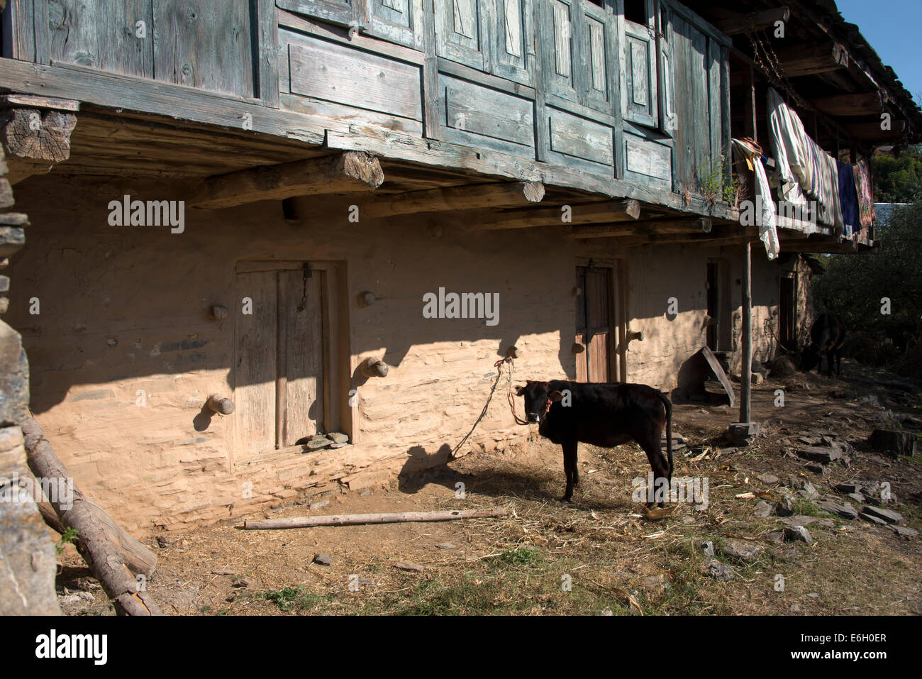 A diary farm at Kogi, a traditional Himachal village with ancient ...