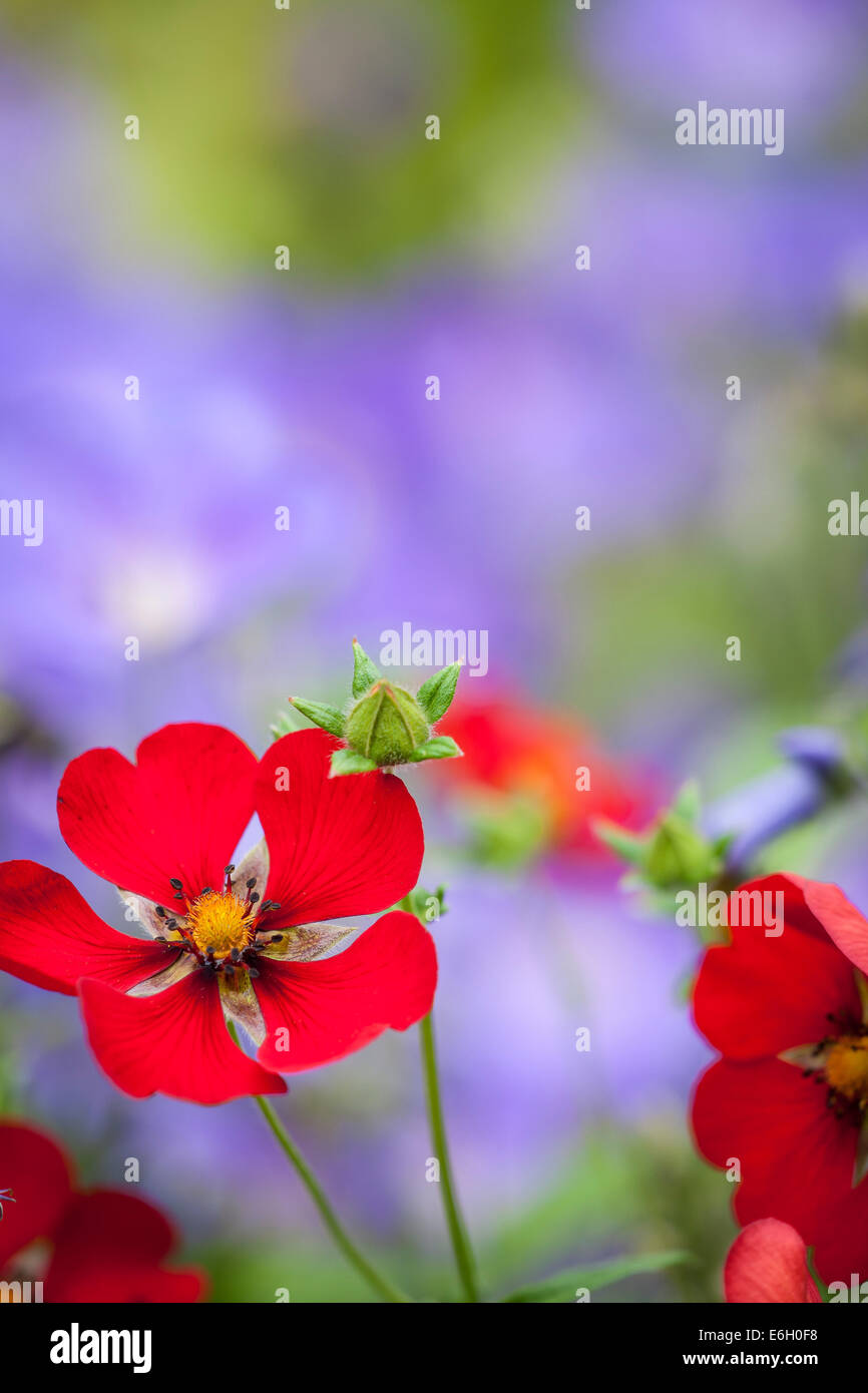 Red geum plants hi-res stock photography and images - Alamy