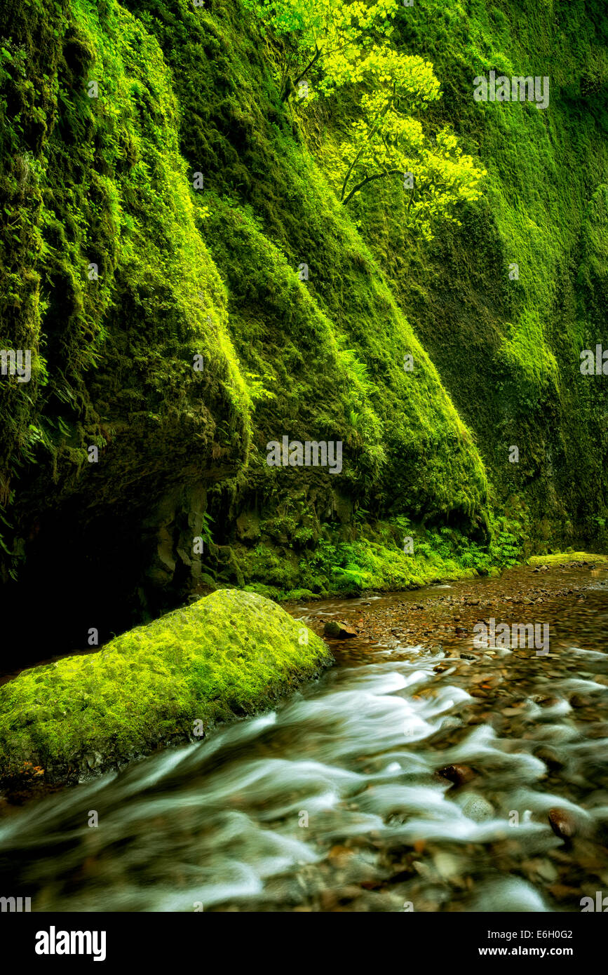 Oneonta Gorge and creek. Columbia River Gorge National Scenic Area ...