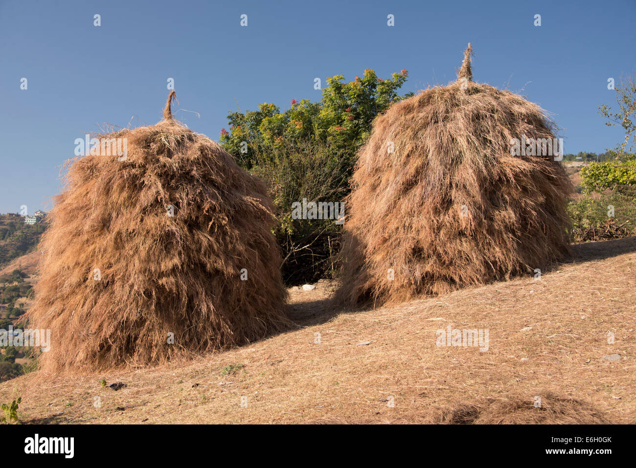 Himalayan hay stack hi-res stock photography and images - Alamy